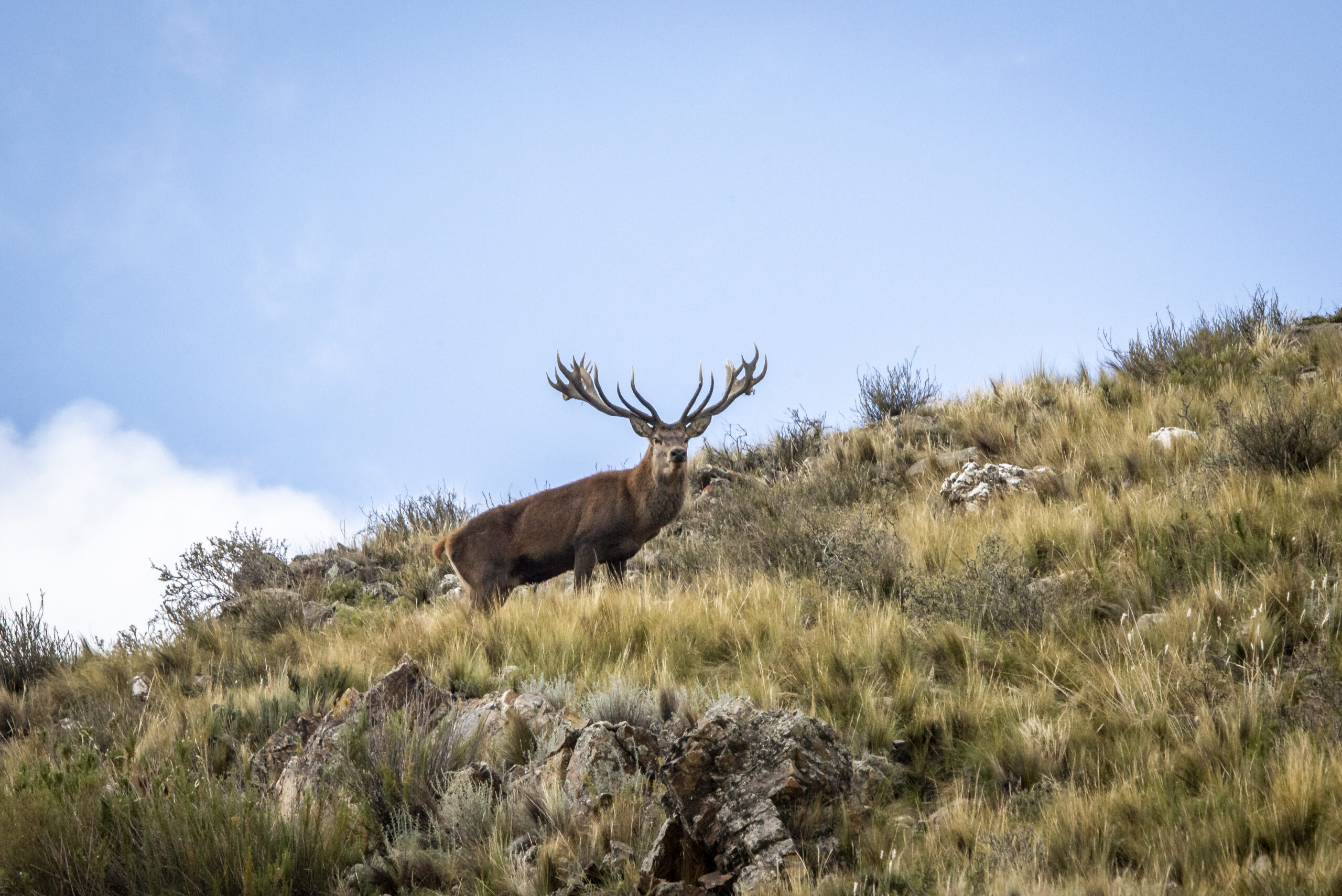 Red Stag Collun-Co | Red Stag Patagonia