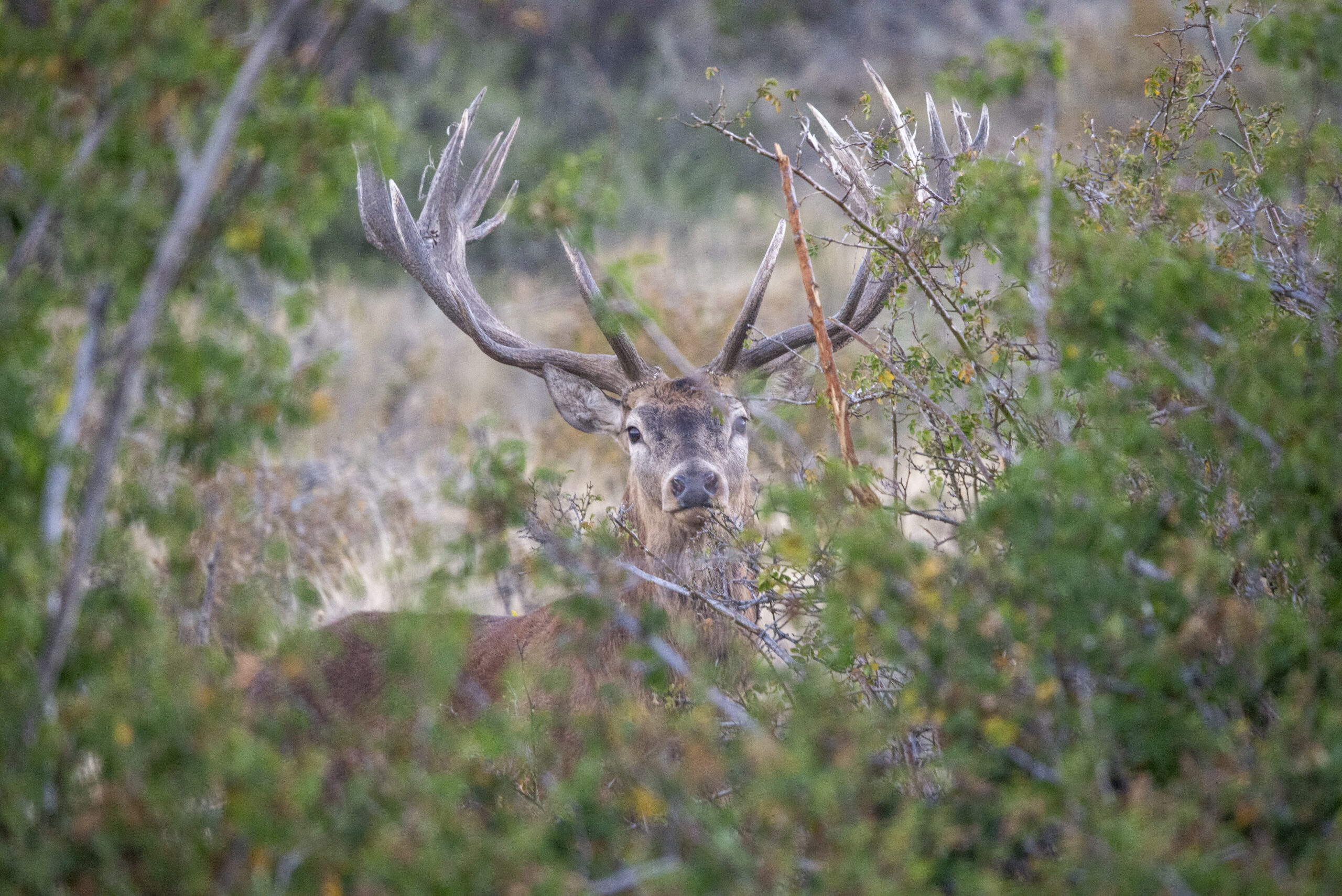 Red Stag Collun-Co | Red Stag Patagonia